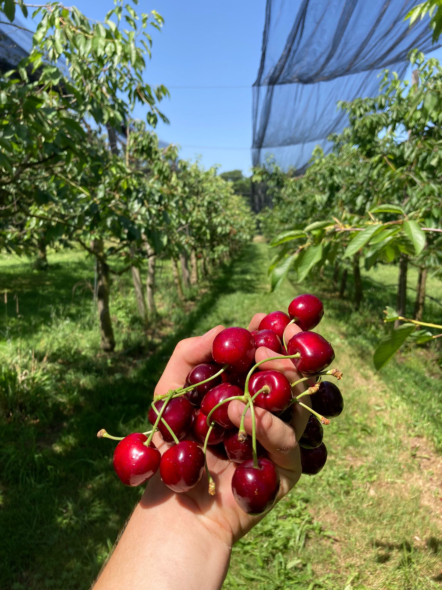 LETZER SELFPICK TAG - Hinterlindenhof Therwil